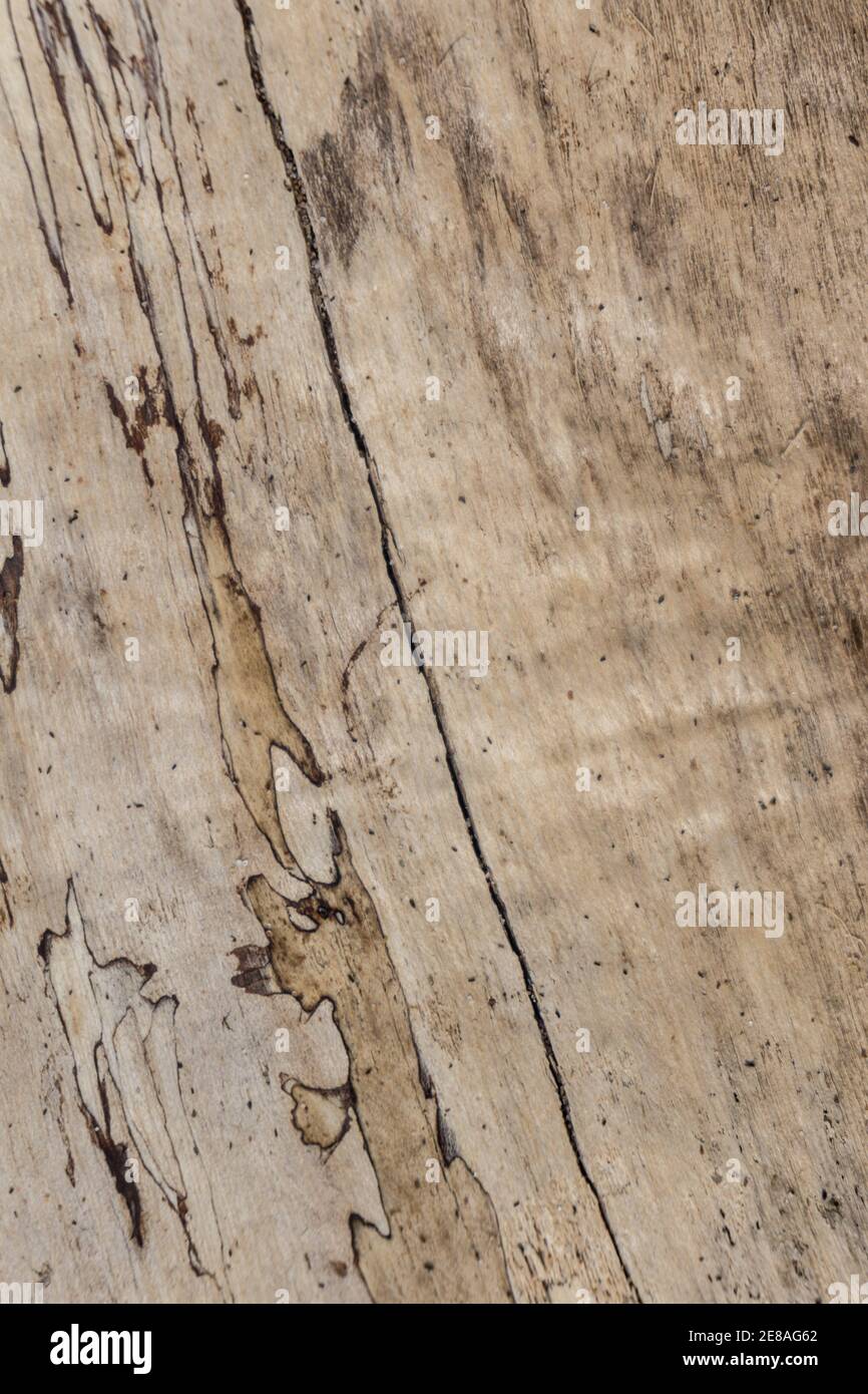 Drift wood washed up on a beach hi-res stock photography and images - Alamy