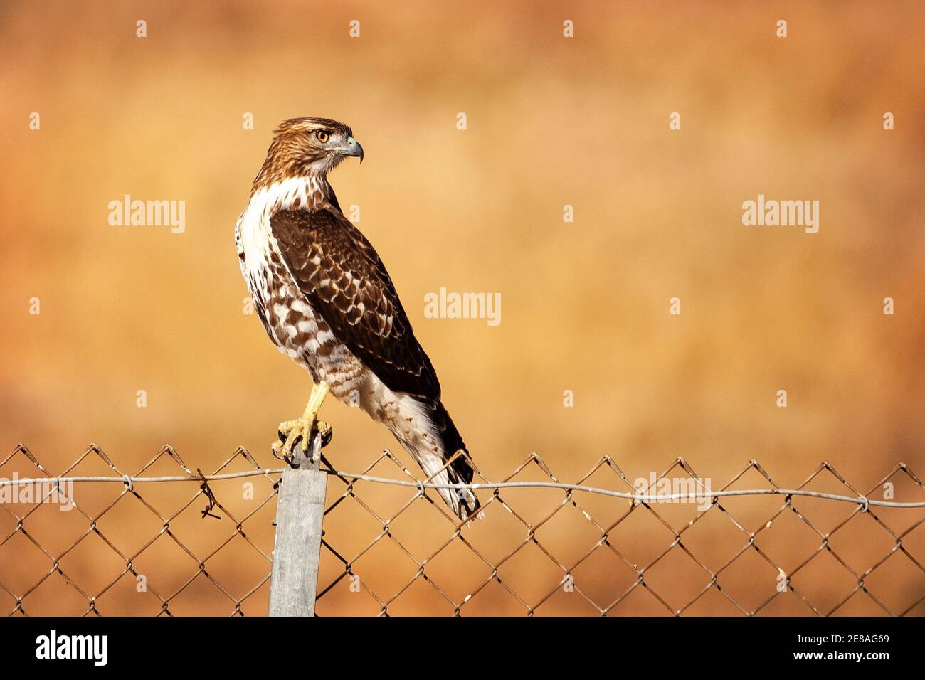 The red-tailed hawk (Buteo jamaicensis) is a bird of prey that breeds ...