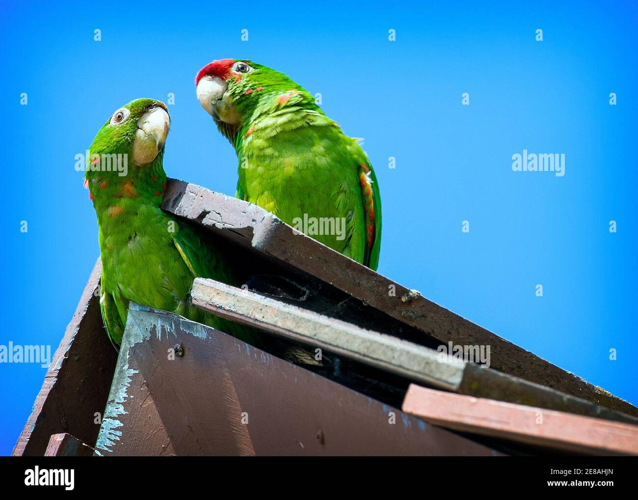 Mitred parakeet psittacara mitratus hi-res stock photography and images ...
