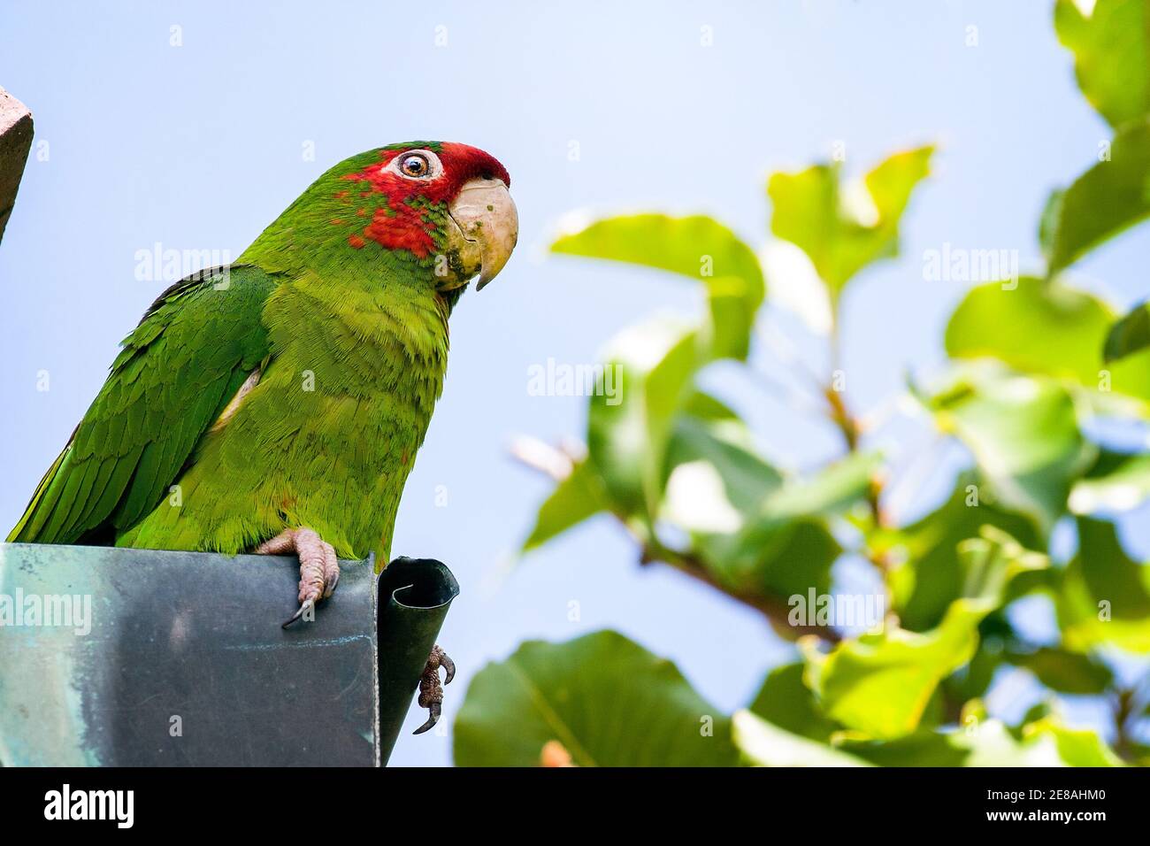 Mitred parakeet psittacara mitratus hi-res stock photography and images ...