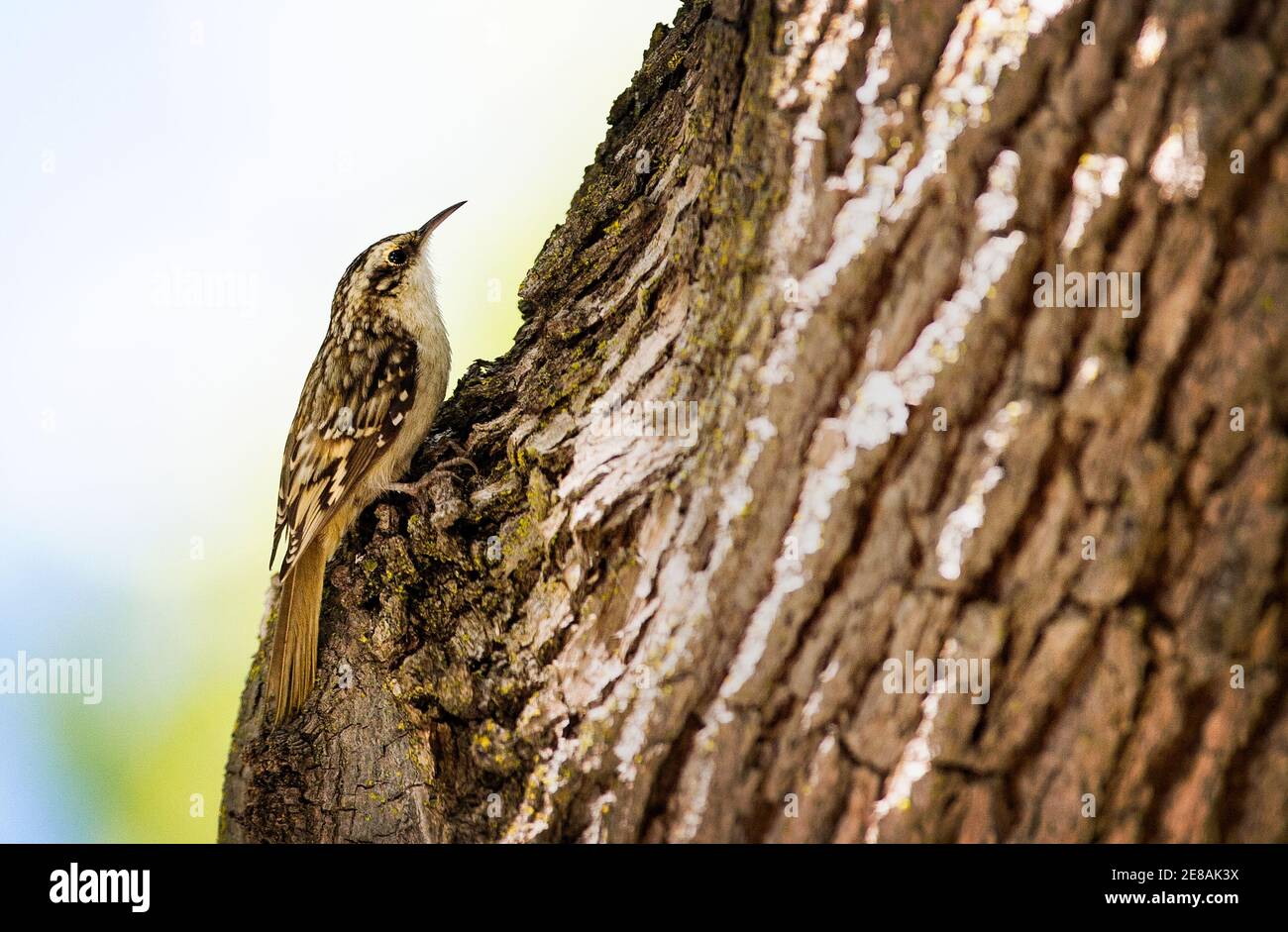 Certhia americana hi-res stock photography and images - Alamy
