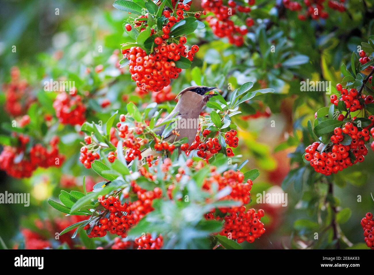 The cedar waxwing (Bombycilla cedrorum) in Palo Alto California Stock ...