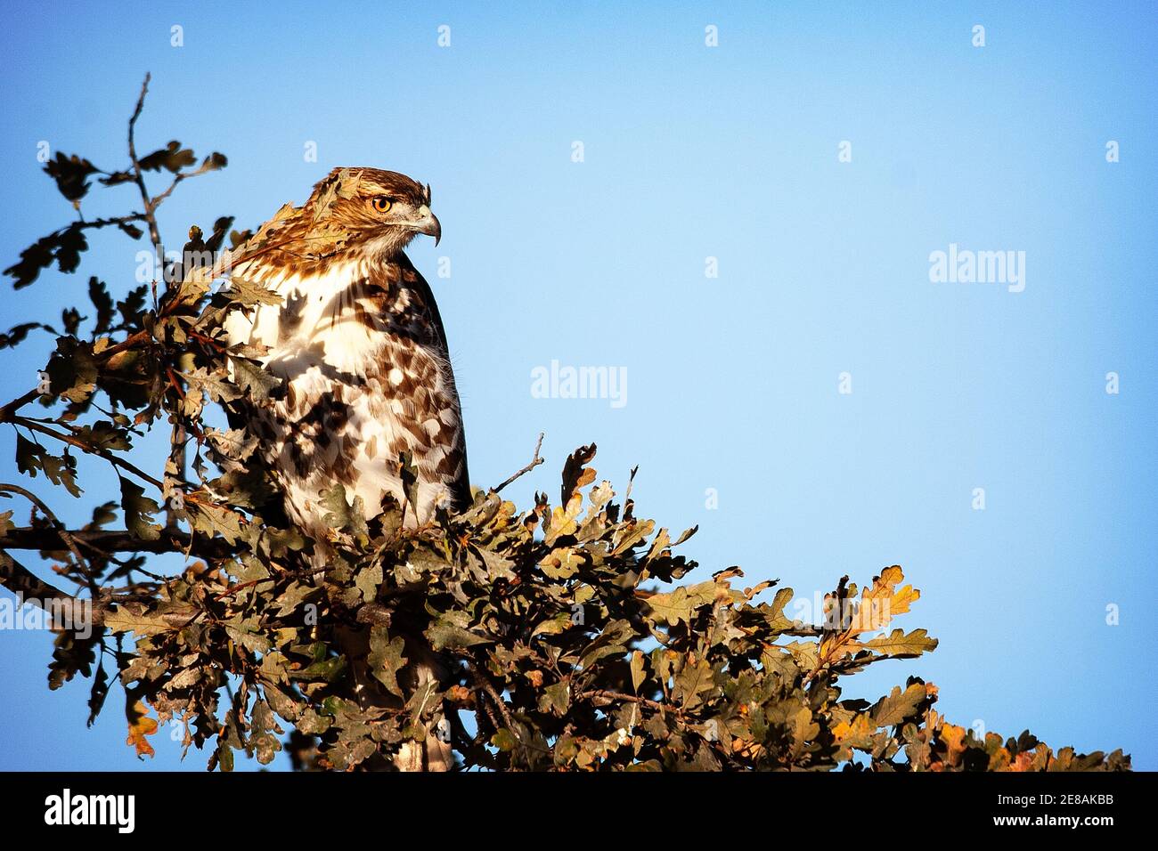 The red-tailed hawk (Buteo jamaicensis) is a bird of prey that breeds ...