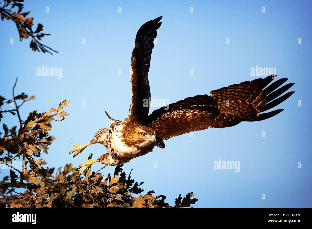 The red-tailed hawk (Buteo jamaicensis) is a bird of prey that breeds ...