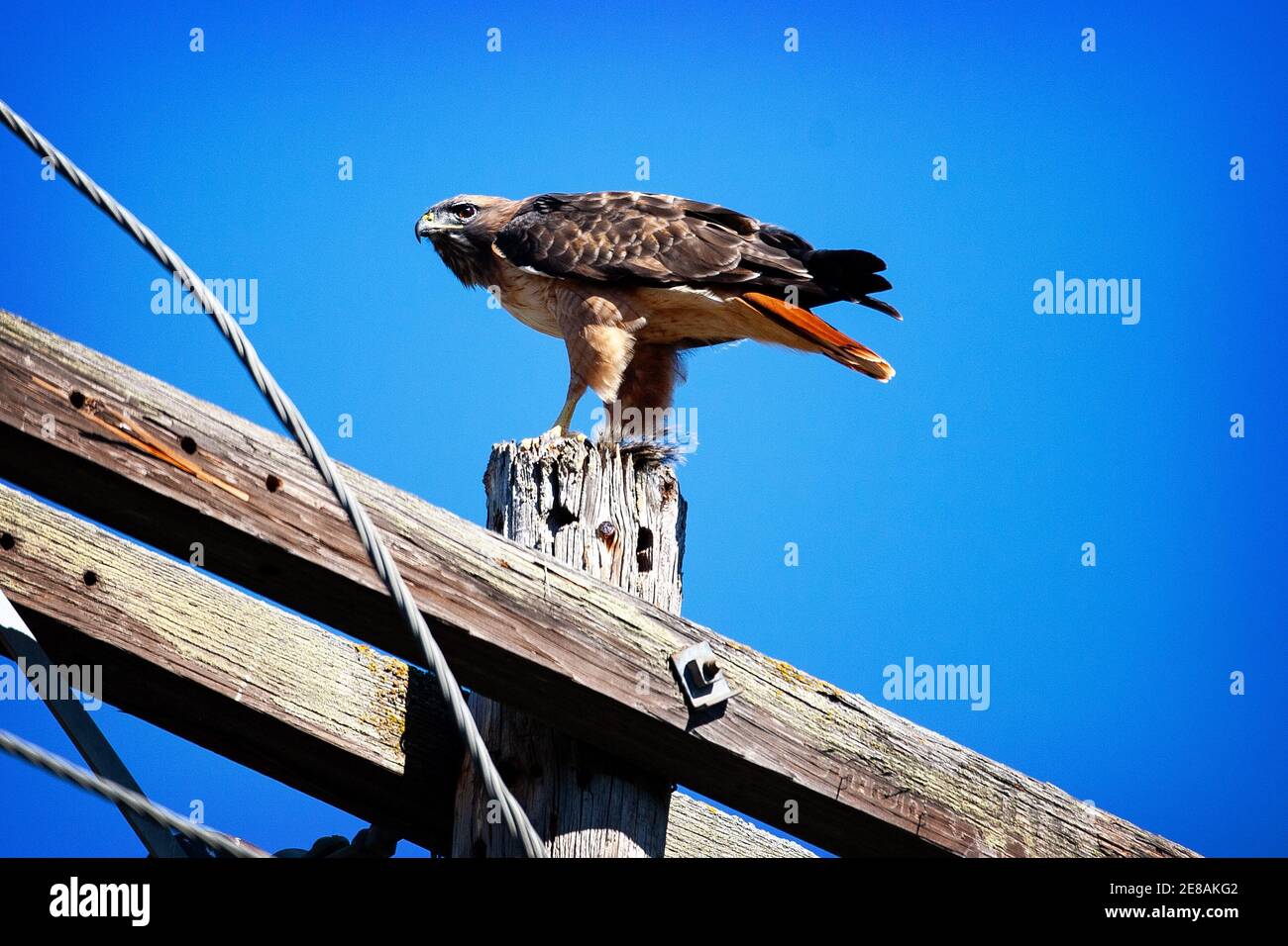 The red-tailed hawk (Buteo jamaicensis) is a bird of prey that breeds ...