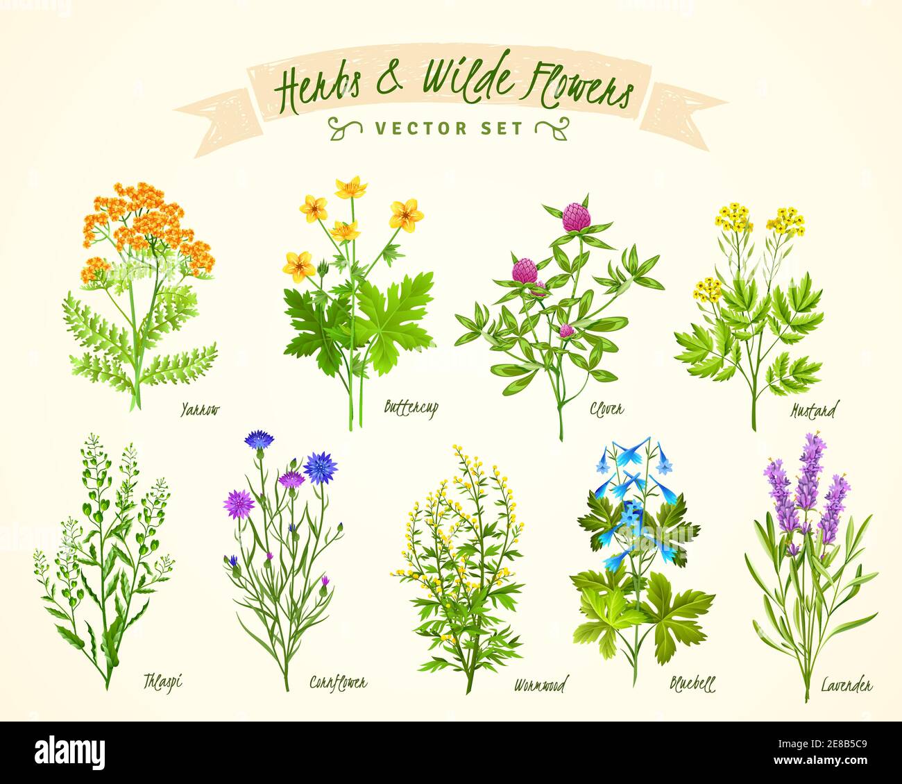 Flat white background with set of various blooming herbs and wild ...