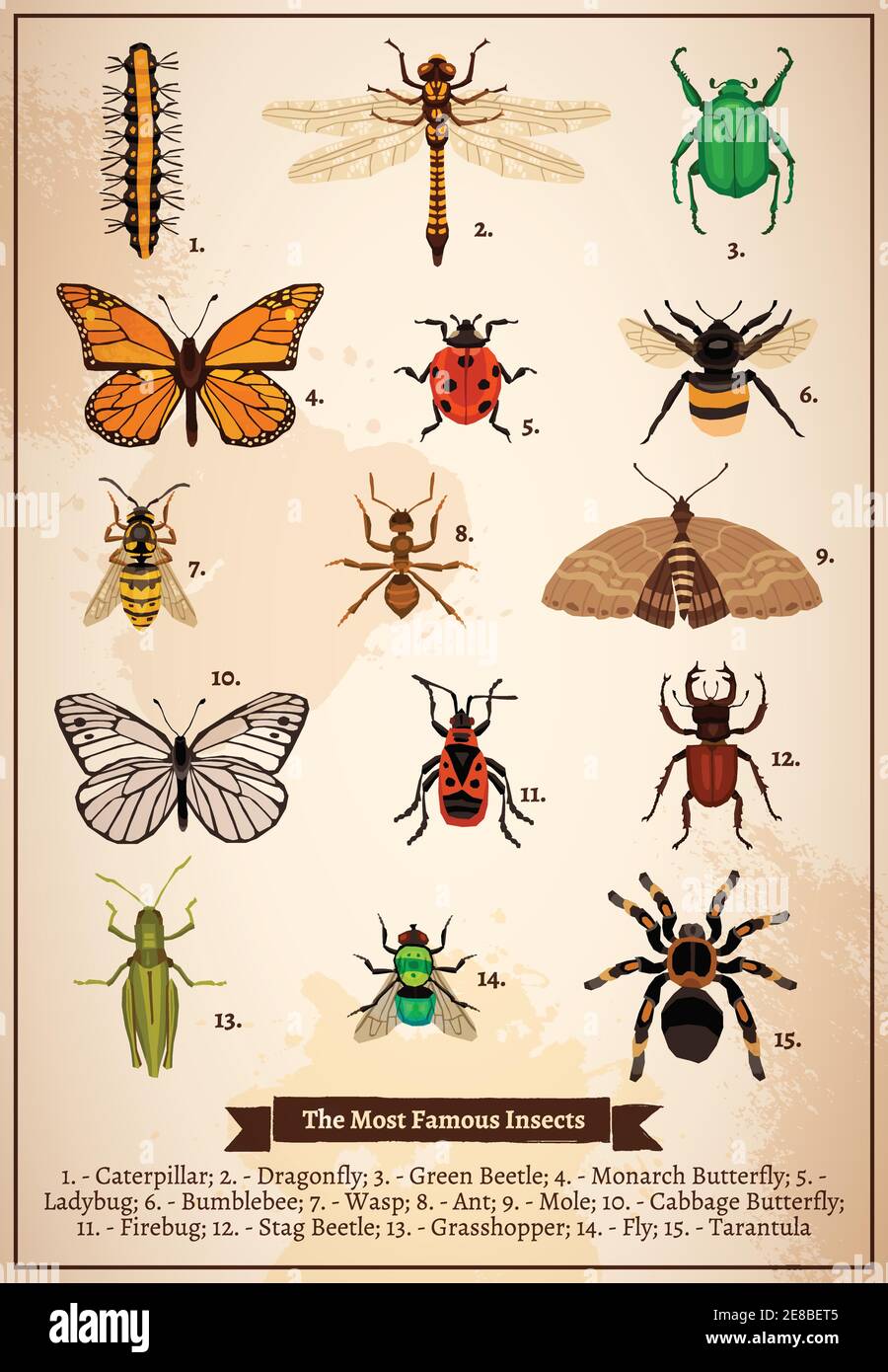 Vintage book page poster with set of different most famous insects ...