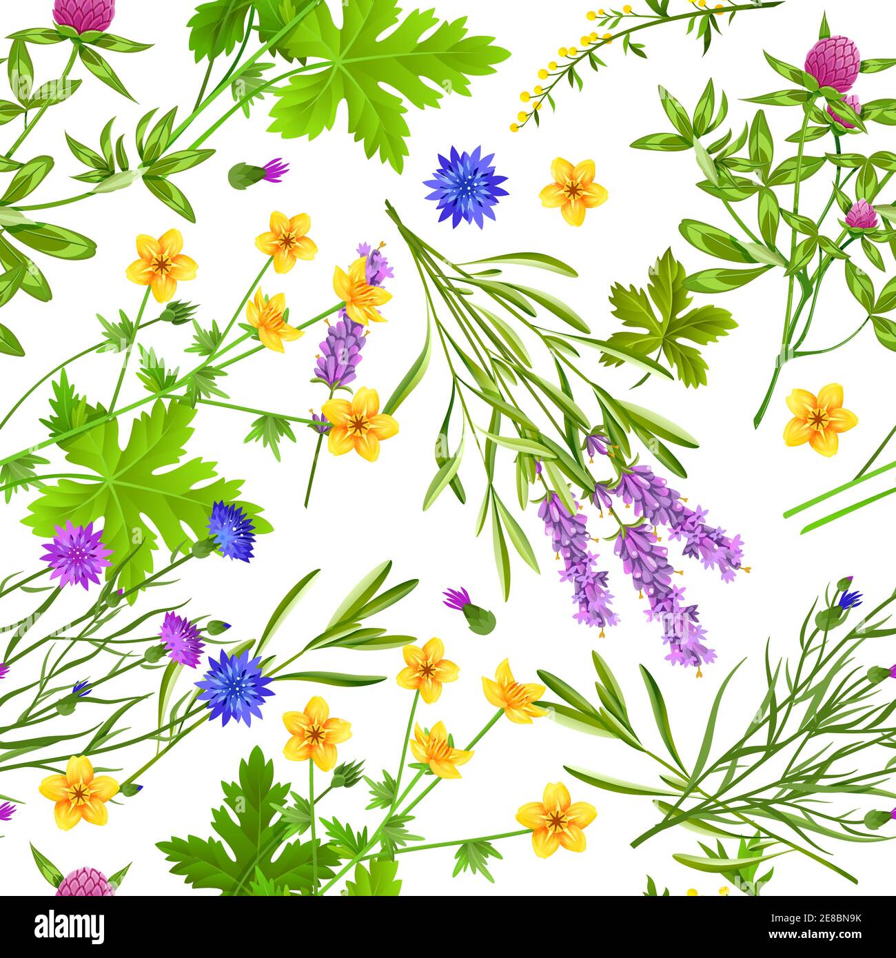 Buttercup flower vector vectors hi-res stock photography and images - Alamy