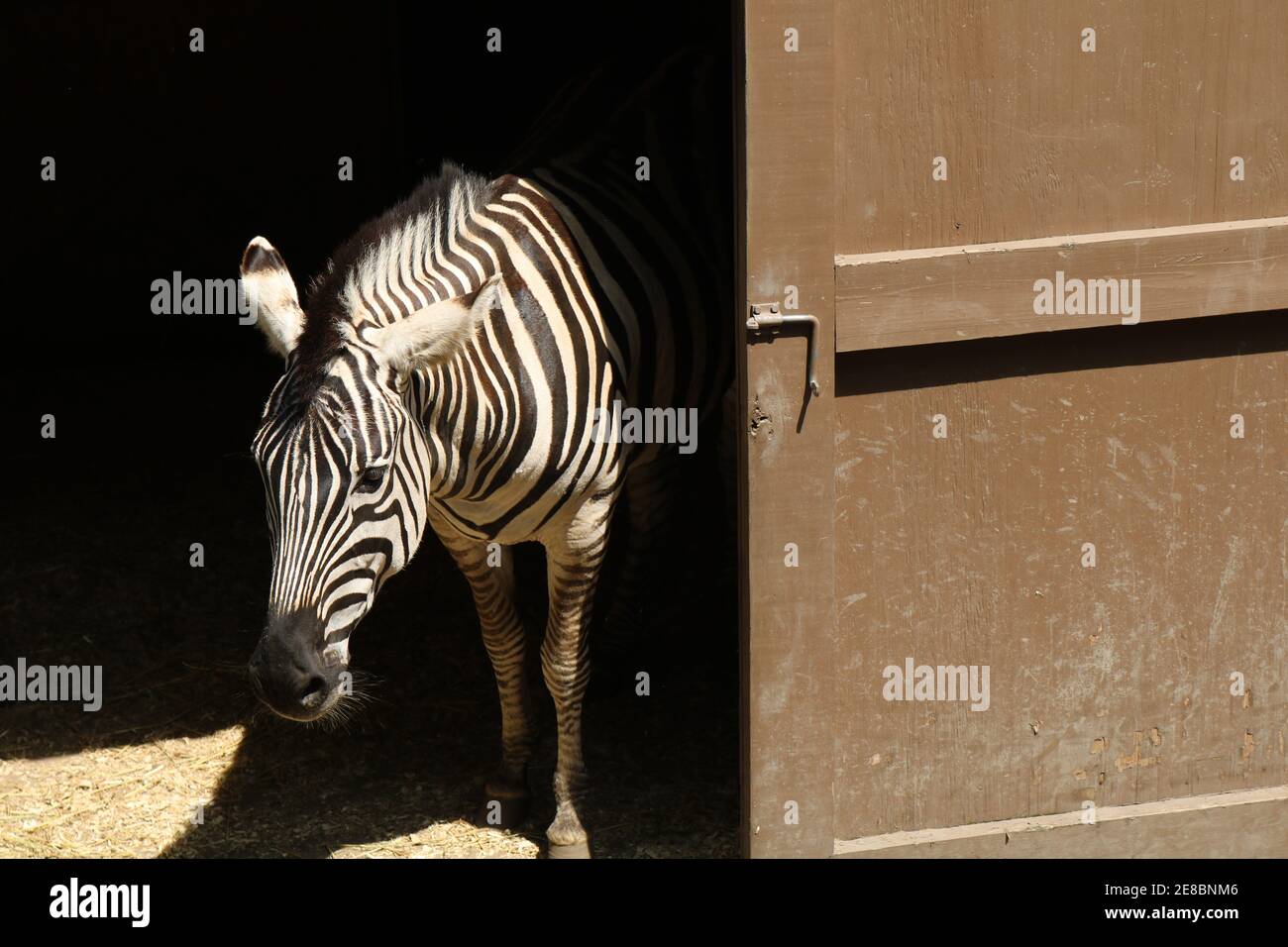 Zebra in a zoo enclosure Stock Photo - Alamy