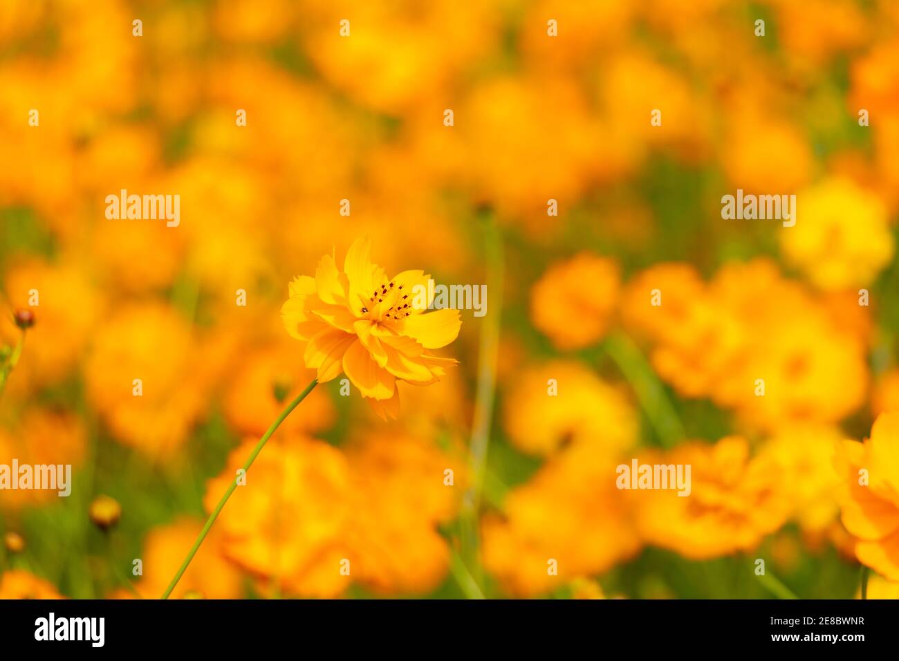 Beautiful yellow color cosmos (Cosmos sulphureus) flower field ...