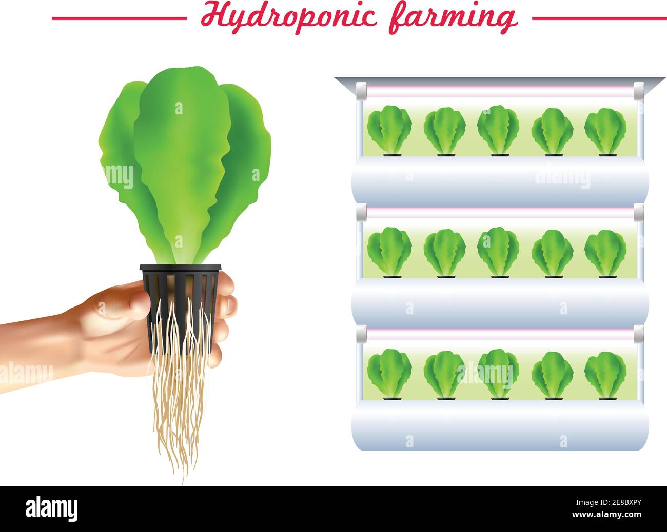 Hydroponics system poster with green plant bed and hand with seedlings ...