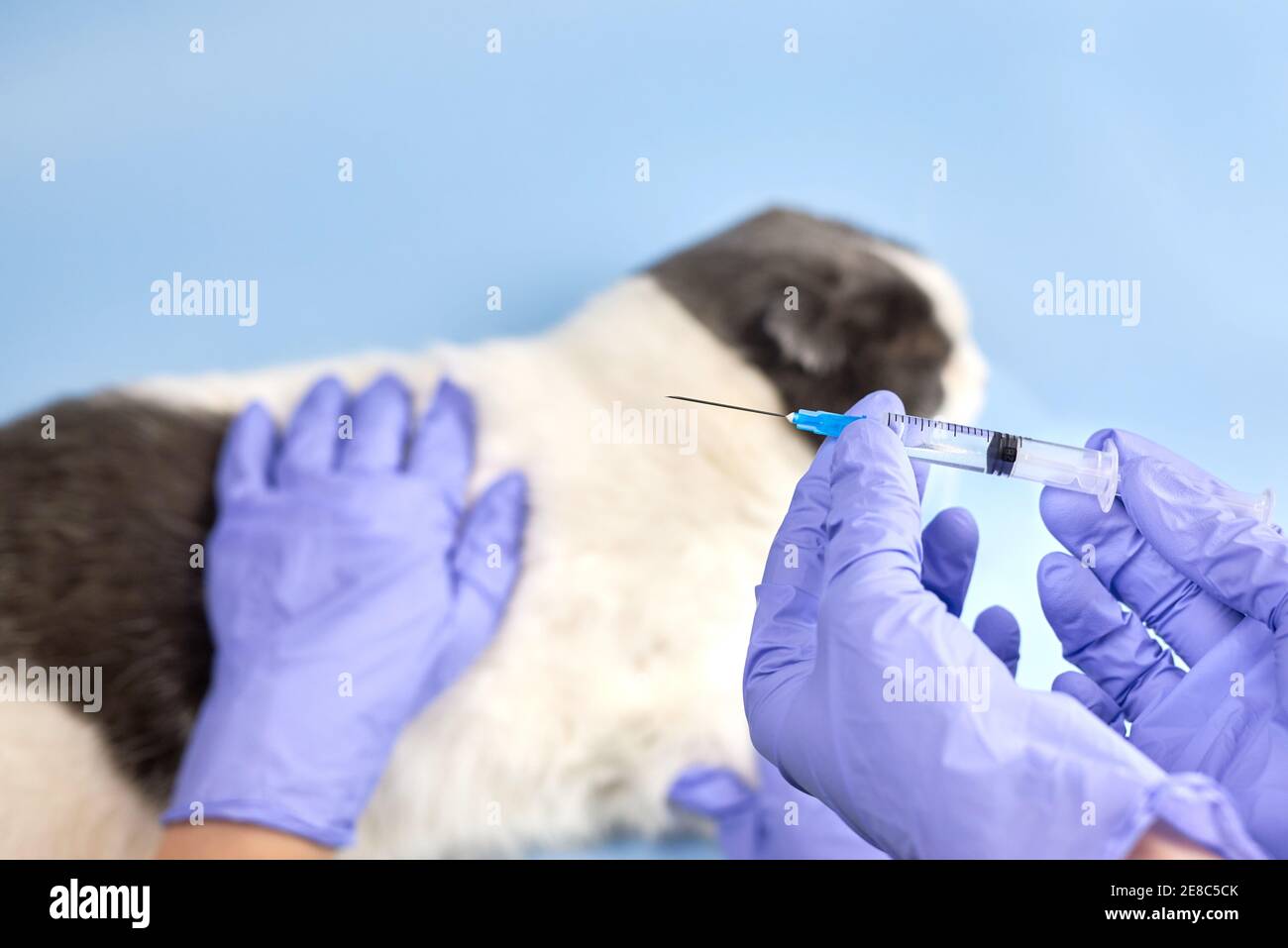 A veterinarian in medical gloves holds a syringe before injection into ...