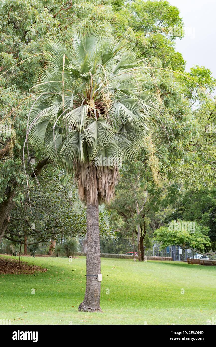 A Blue Hesper Palm (Brahea armata) from Baja California in Mexico ...