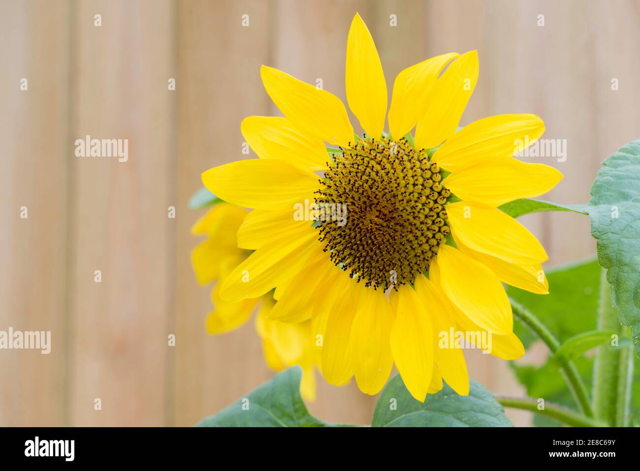 Sunflower annual plant VAN GOGH'S LANDSCAPE (Helianthus annuus) a large ...