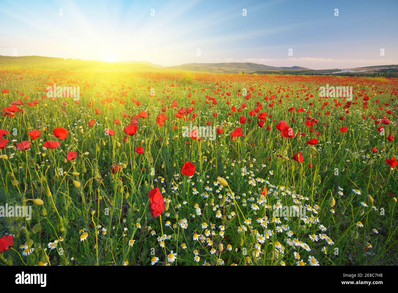 Poppies meadow and spring landscape. Nature composition Stock Photo - Alamy