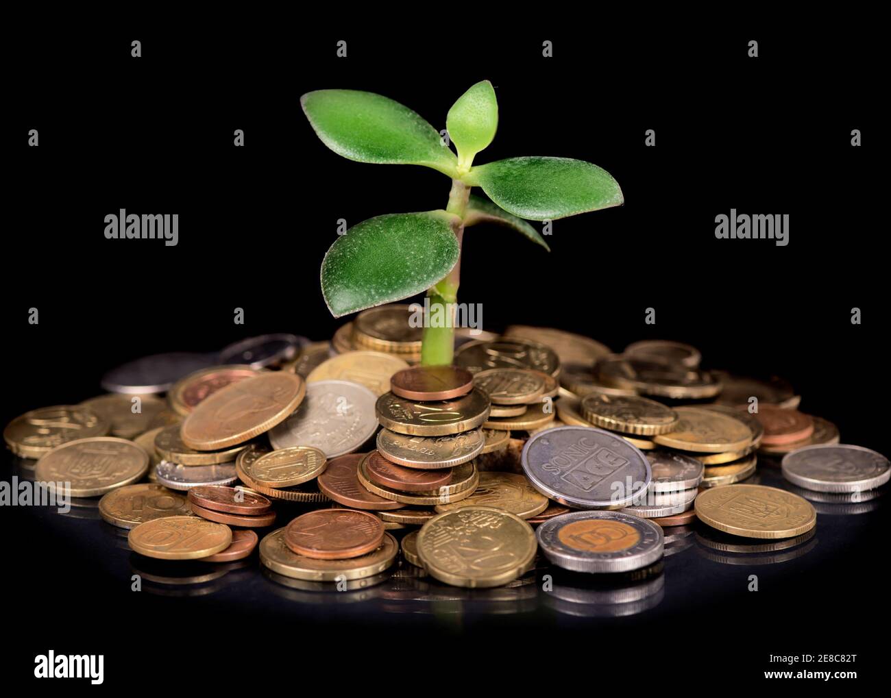 Sprout from coins money growth hi-res stock photography and images - Alamy