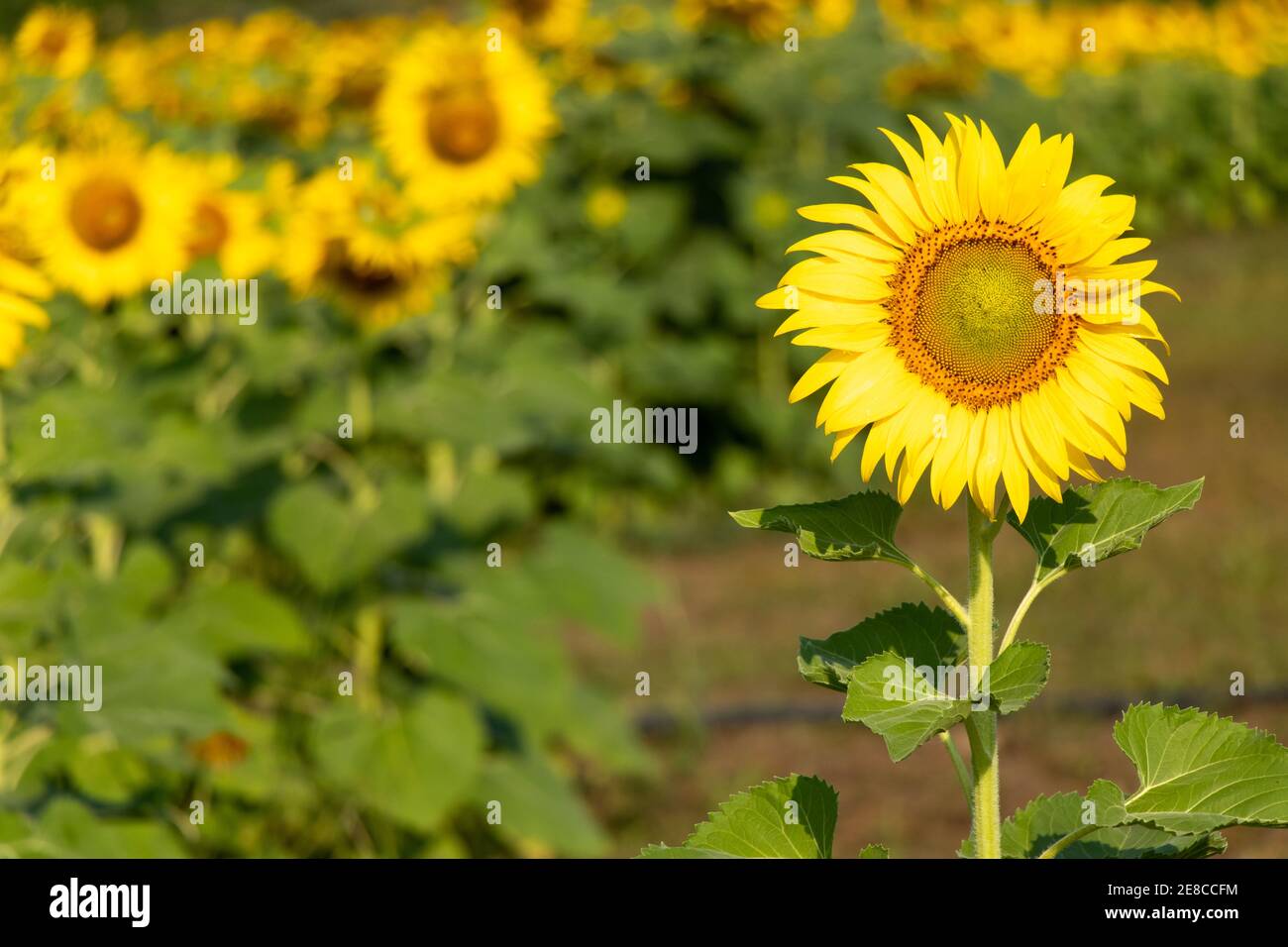 Beautiful yellow color sunflower in the agriculture farm background ...