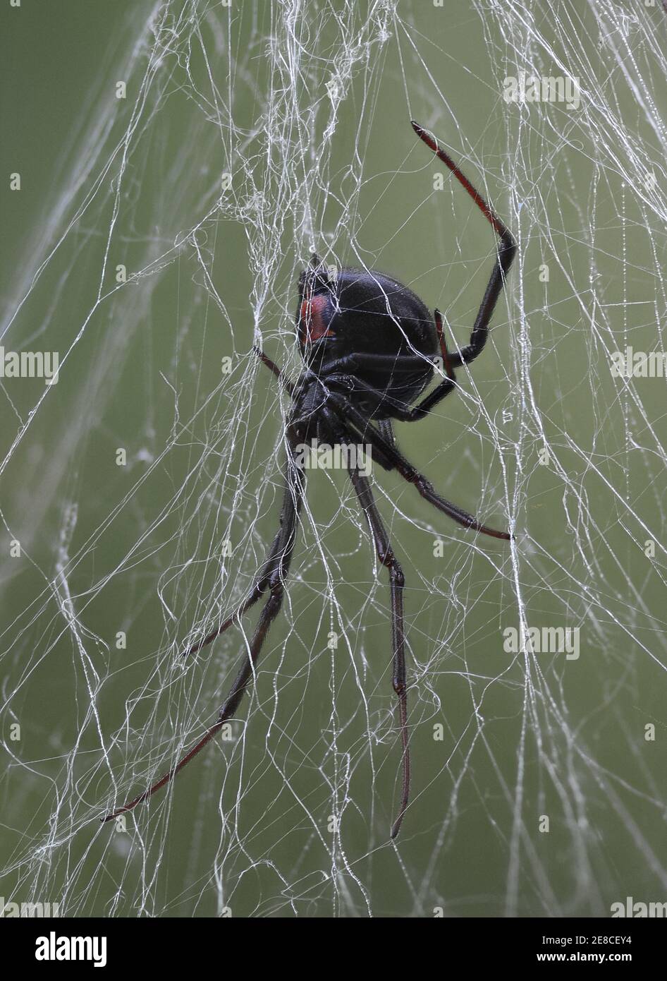 Redback spider hi-res stock photography and images - Alamy