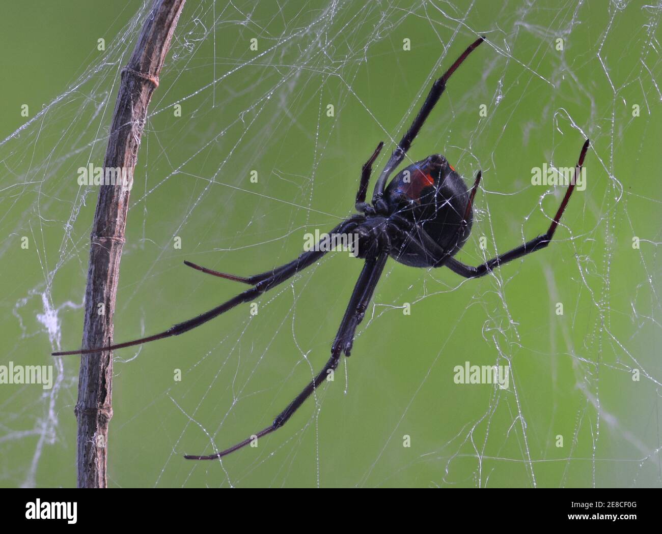 Red back spider hi-res stock photography and images - Alamy