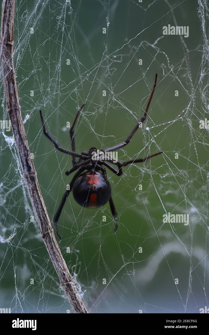 Red back spider hi-res stock photography and images - Alamy