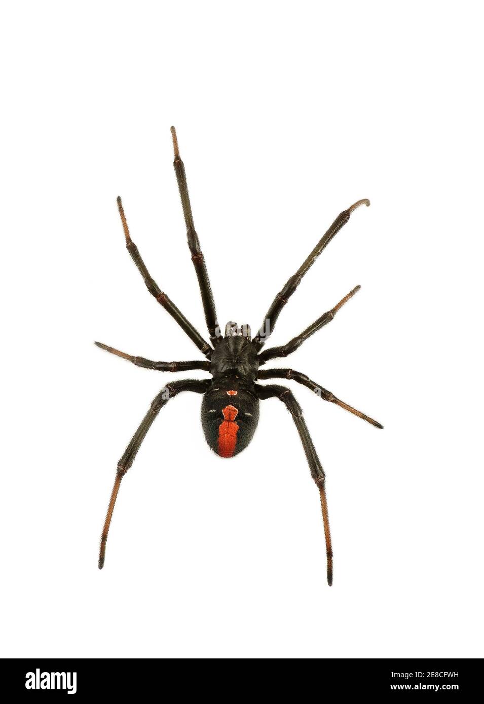Red Back spider (black wido) isolated on white backgroung Stock Photo ...