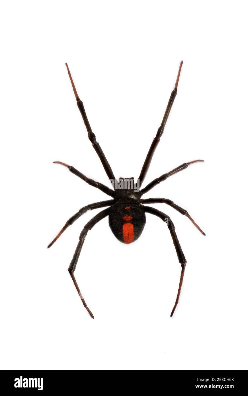 Red back spider hi-res stock photography and images - Alamy