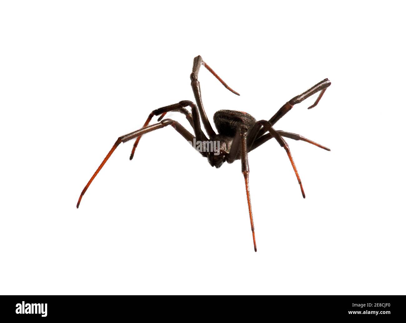 Redback spider hi-res stock photography and images - Alamy