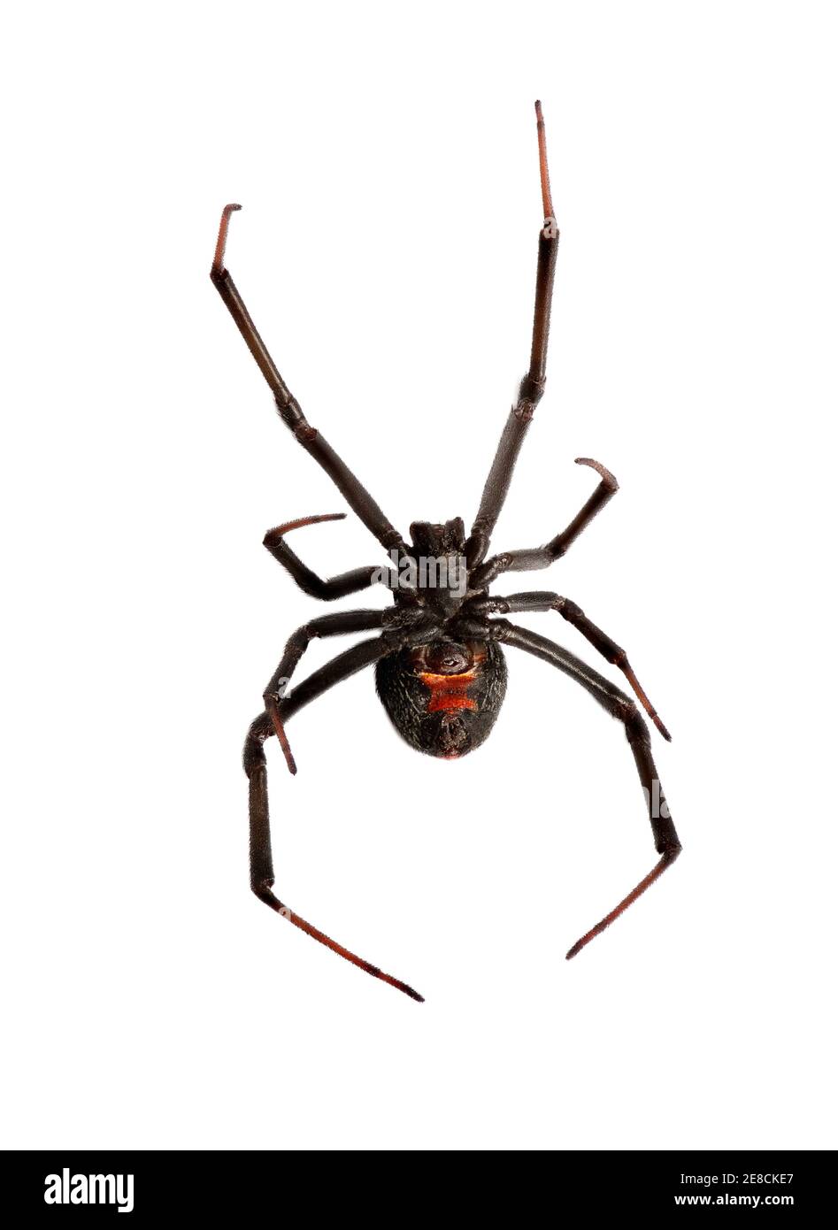 Red Back spider (black wido) isolated on white backgroung Stock Photo ...