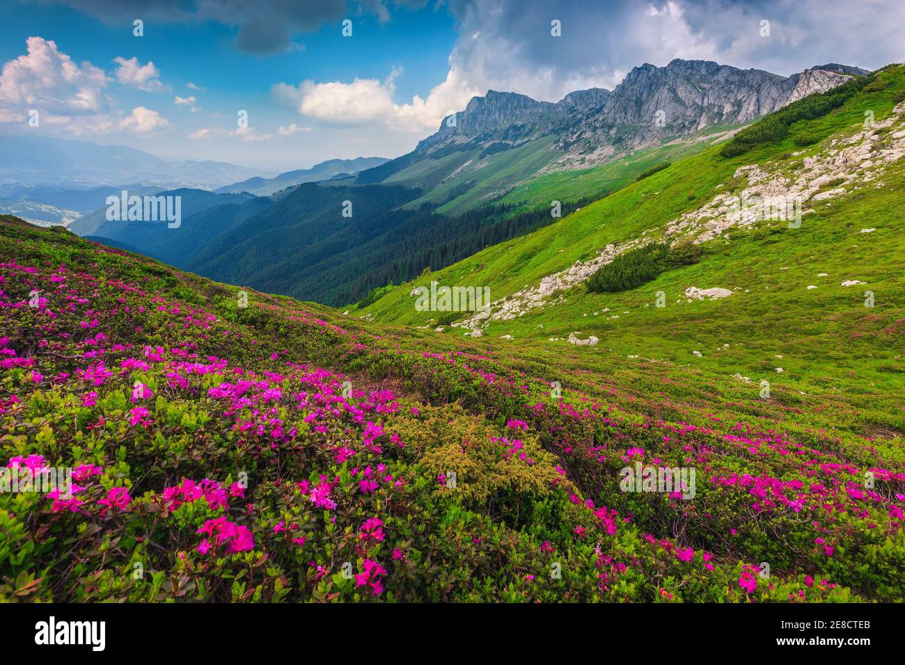 Rhododendron flowers on summer hi-res stock photography and images - Alamy