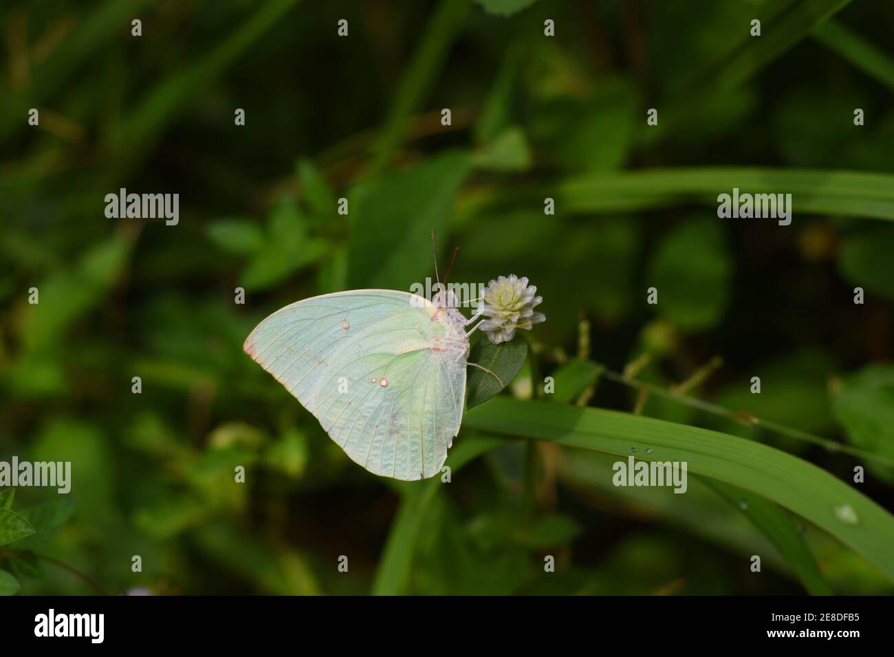 Lemon emigrant butterfly visiting white gomphrena Stock Photo - Alamy