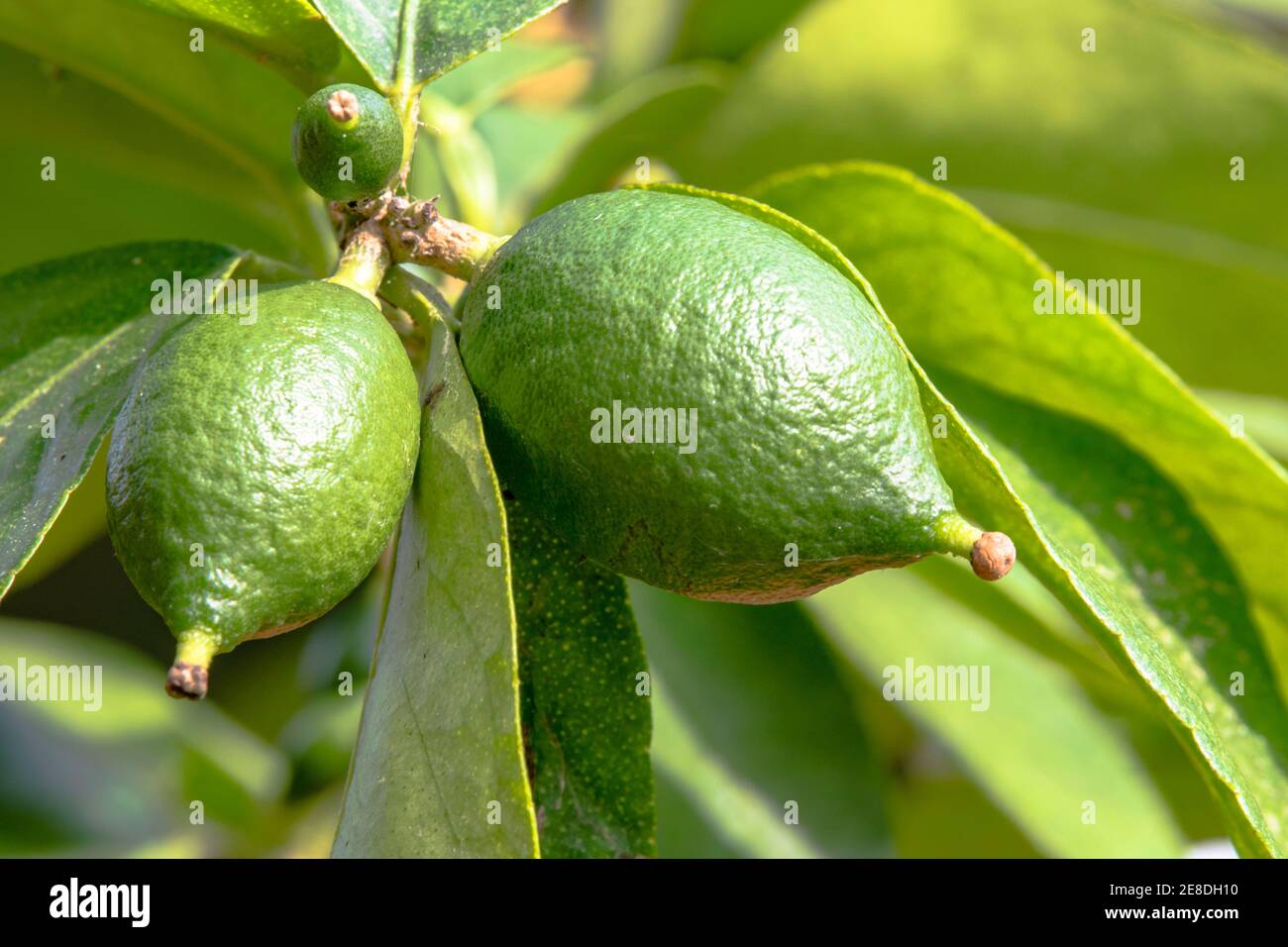 Limes growing on a tree hi-res stock photography and images - Alamy