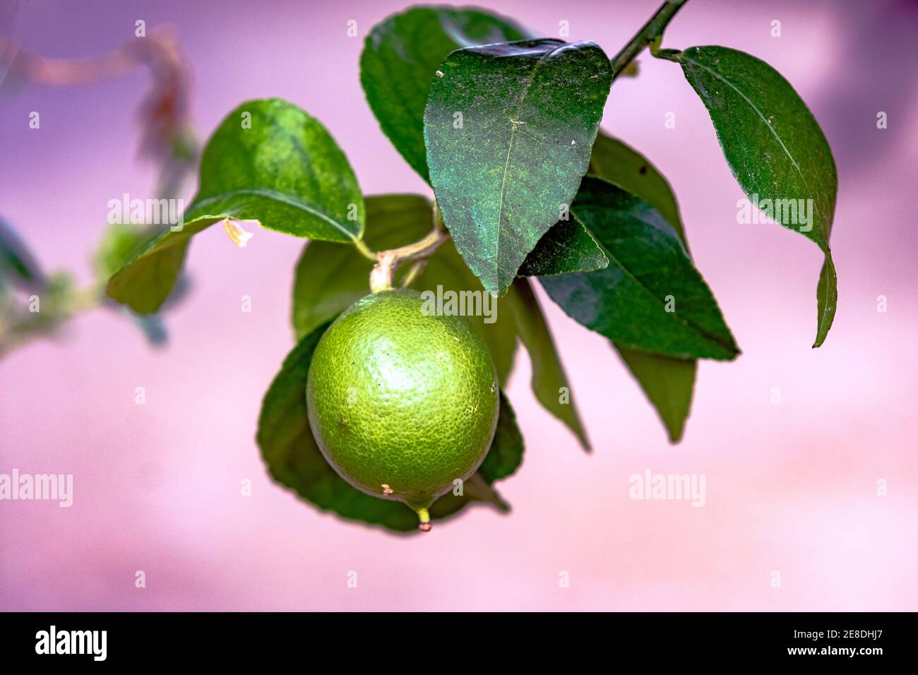 Lime growing on a tree Stock Photo - Alamy