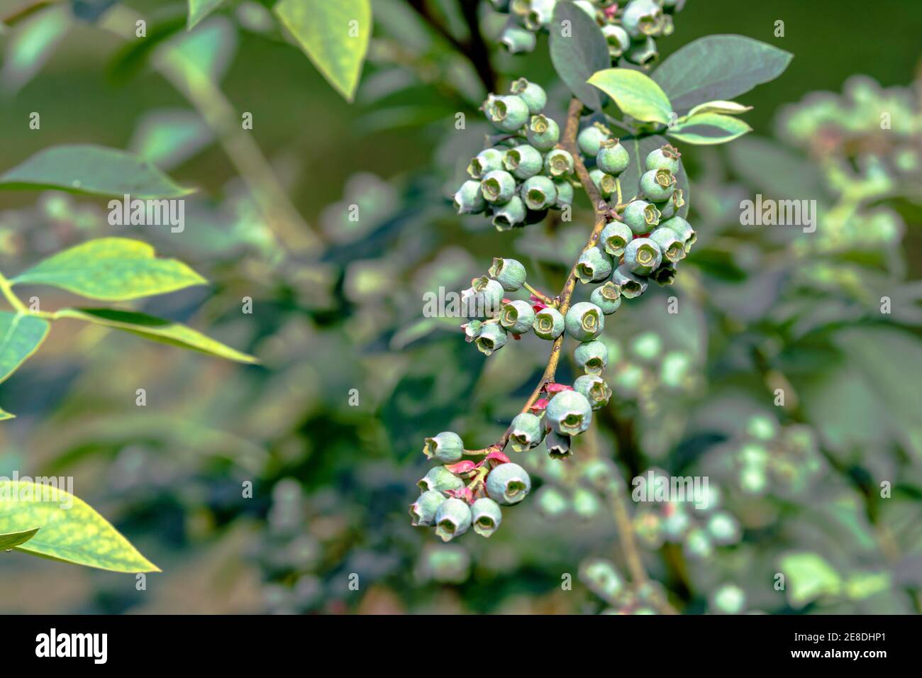 Developing blueberries on a blueberry bush Stock Photo - Alamy