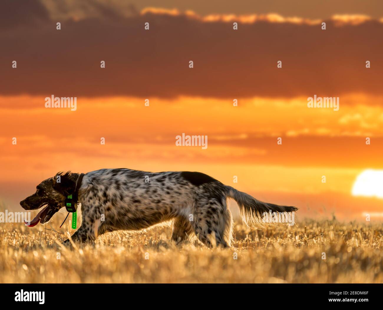 Running sense hi-res stock photography and images - Alamy