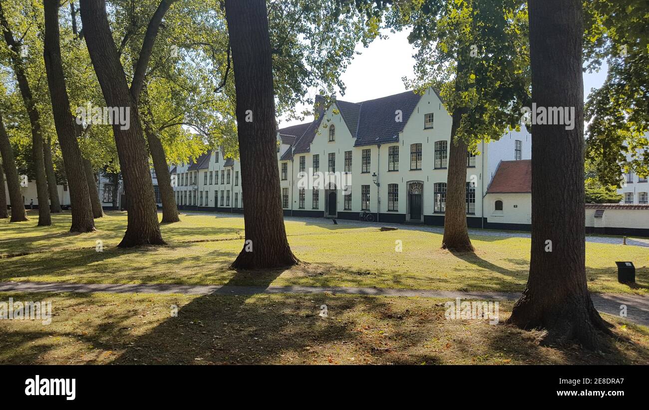 The old 3-story buildings captured from a park with tall trees during ...