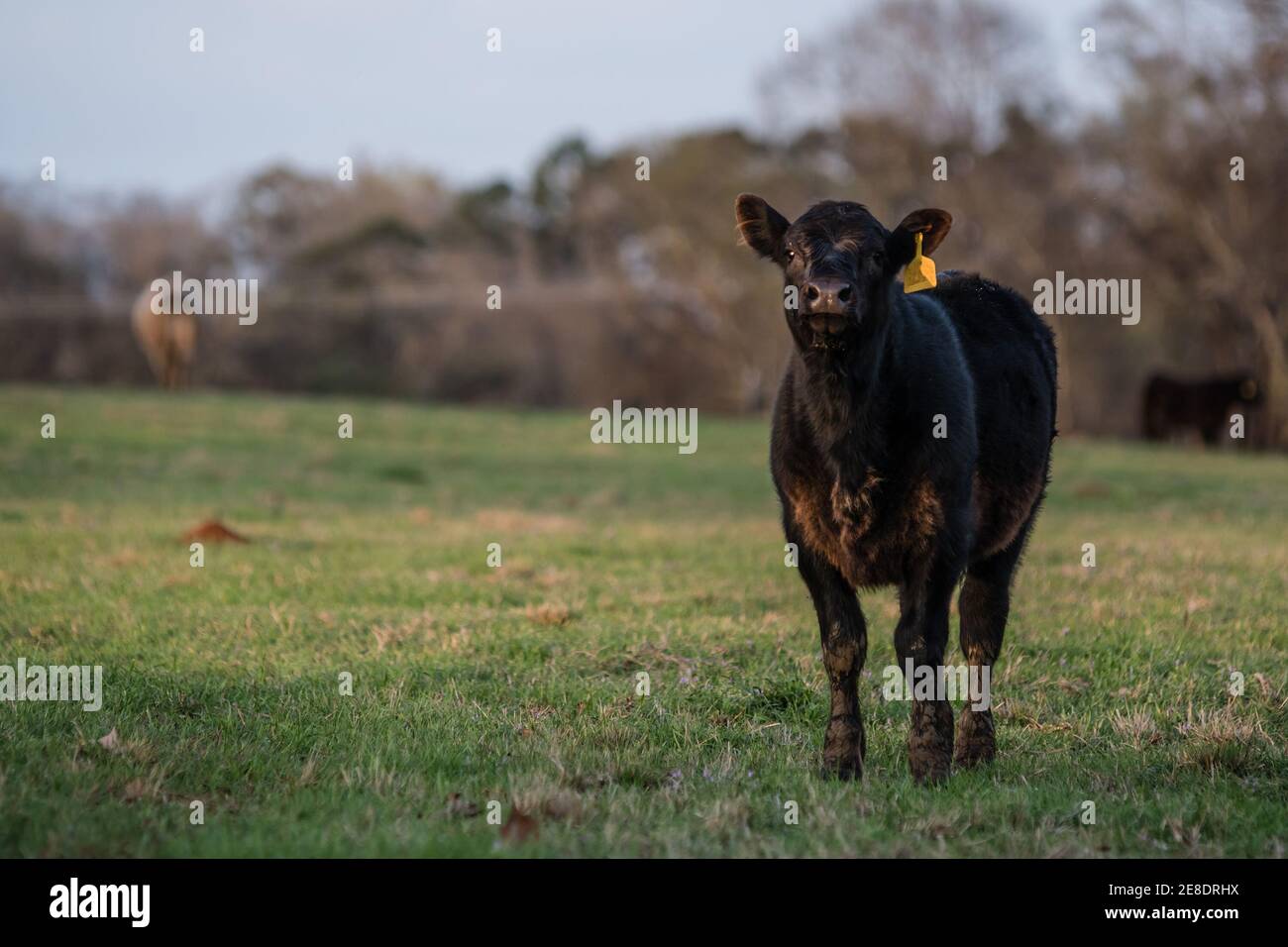 Black Angus calf stands in a spring pasture to the right with blank ...