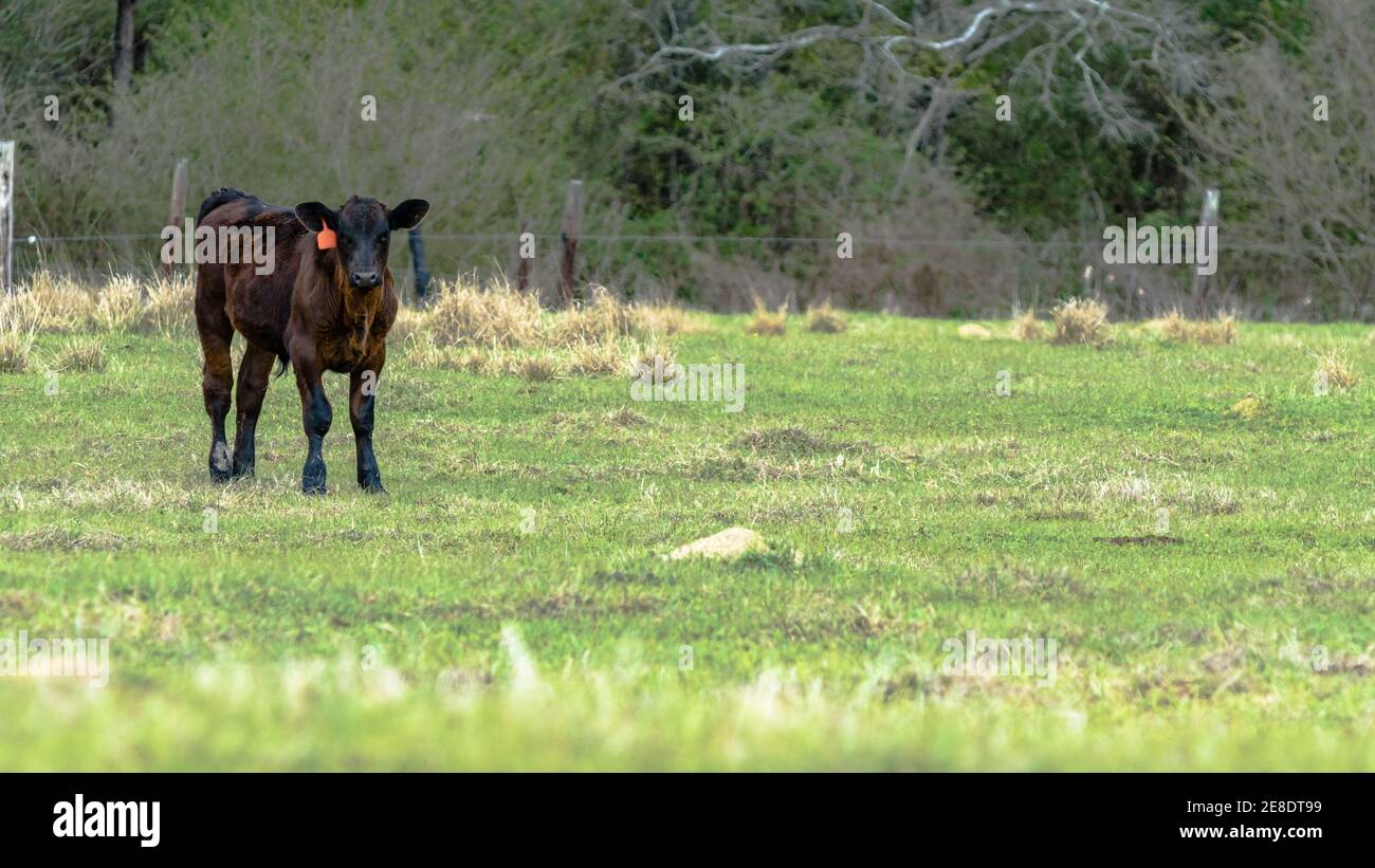 Black Angus calf looking at the camera in a spring pasture with blank ...