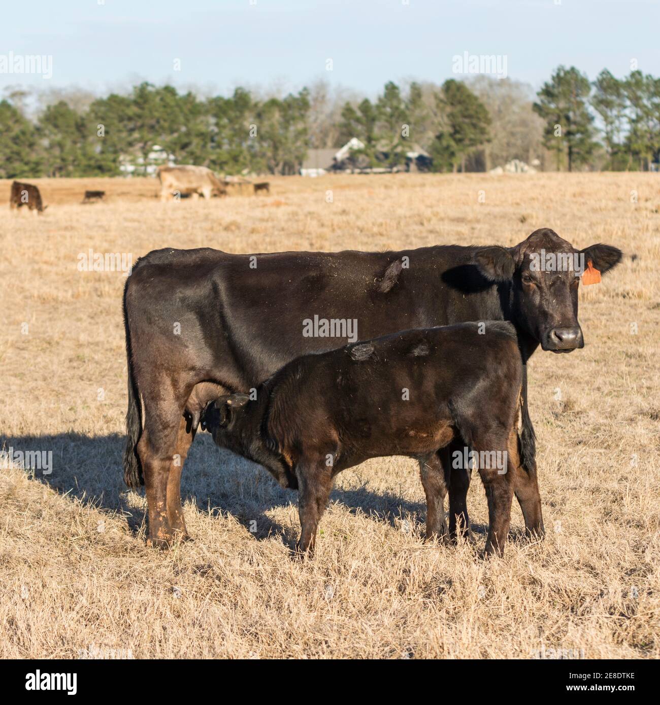 Angus calf nursing with other cattle in background - square format ...