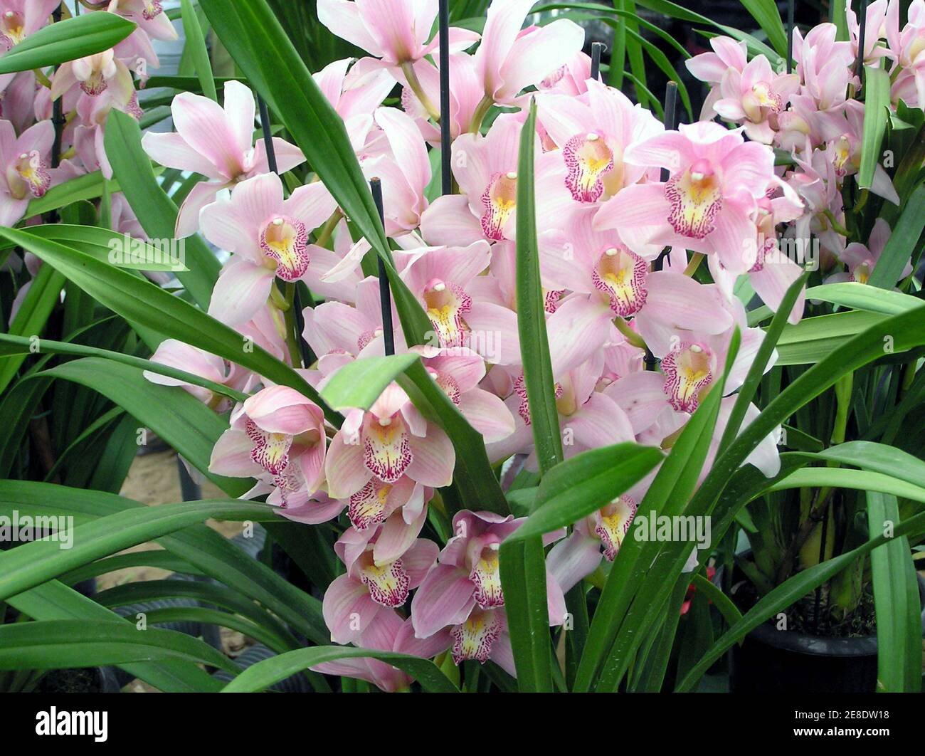 Cymbidium hybridum hi-res stock photography and images - Alamy