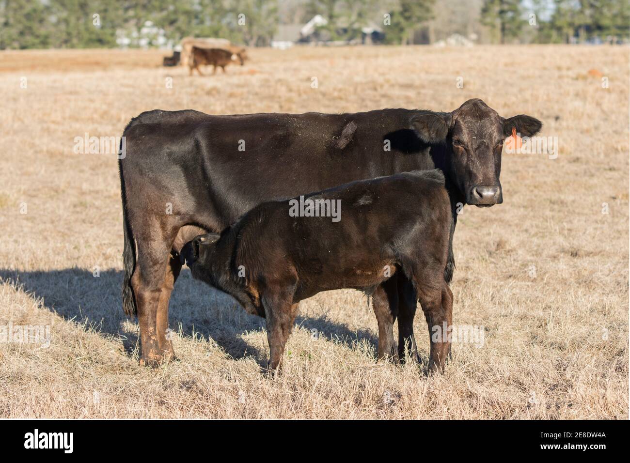 Angus calf nursing Angus cow with other cows in the background on ...