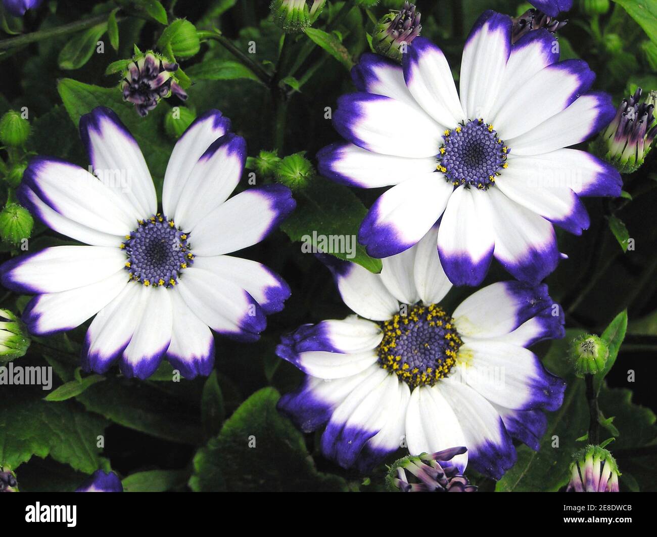 Beautiful cineraria plants in hi-res stock photography and images - Alamy