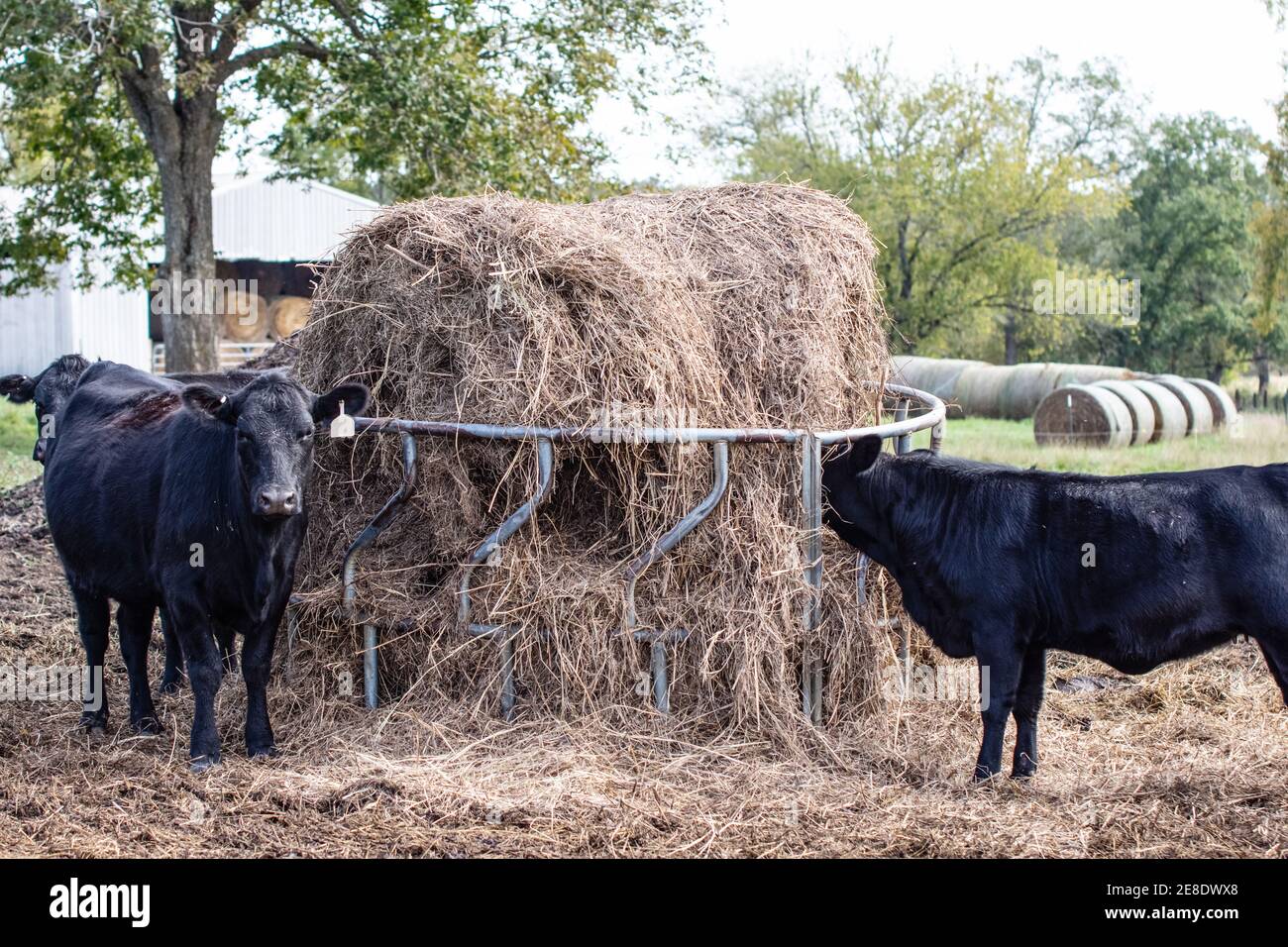 Angus cattle standing around a round hay ring with other round hay ...
