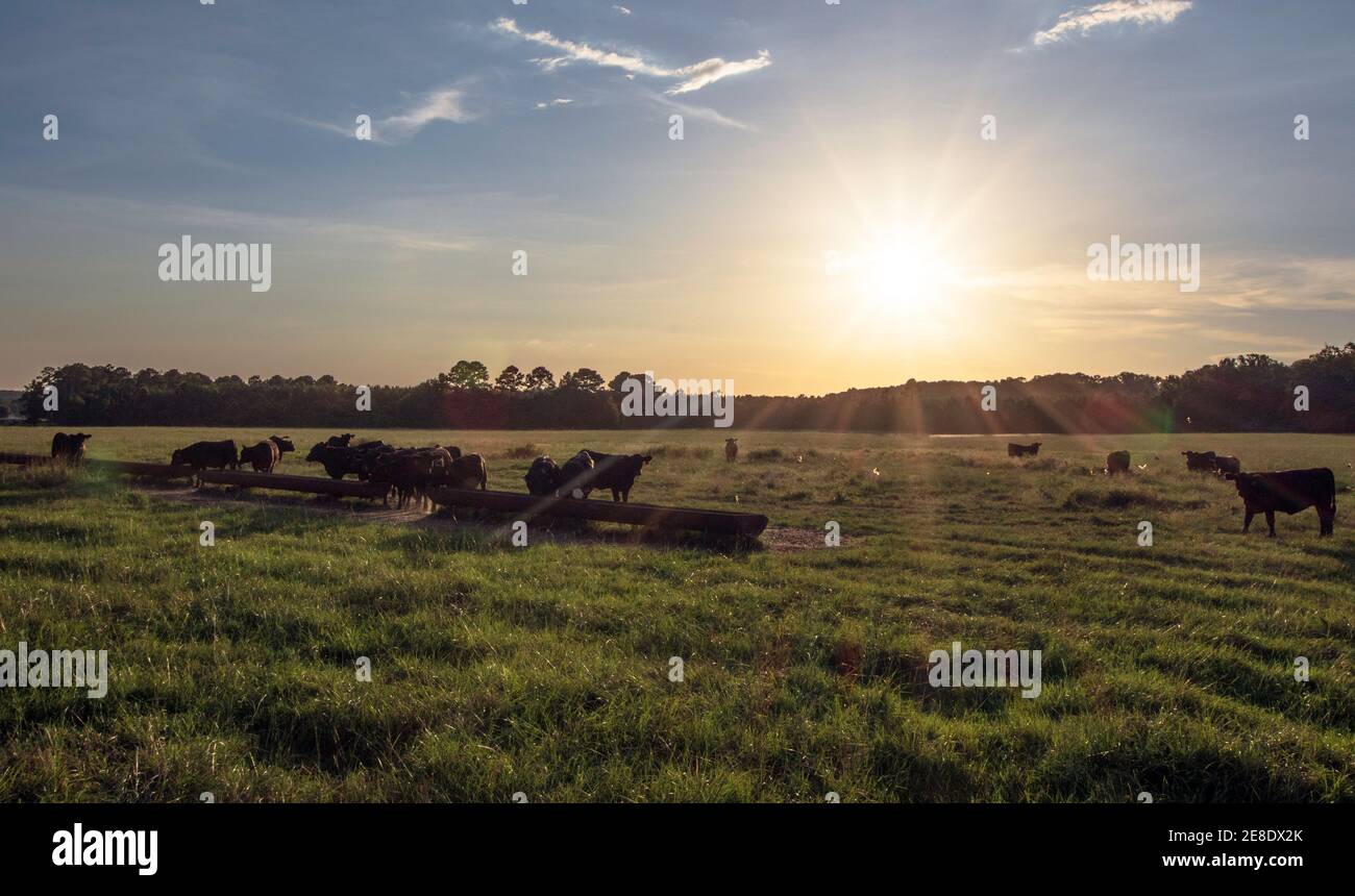 Angus crossbred cattle in silouhette, backlit in a green, lush pasture ...