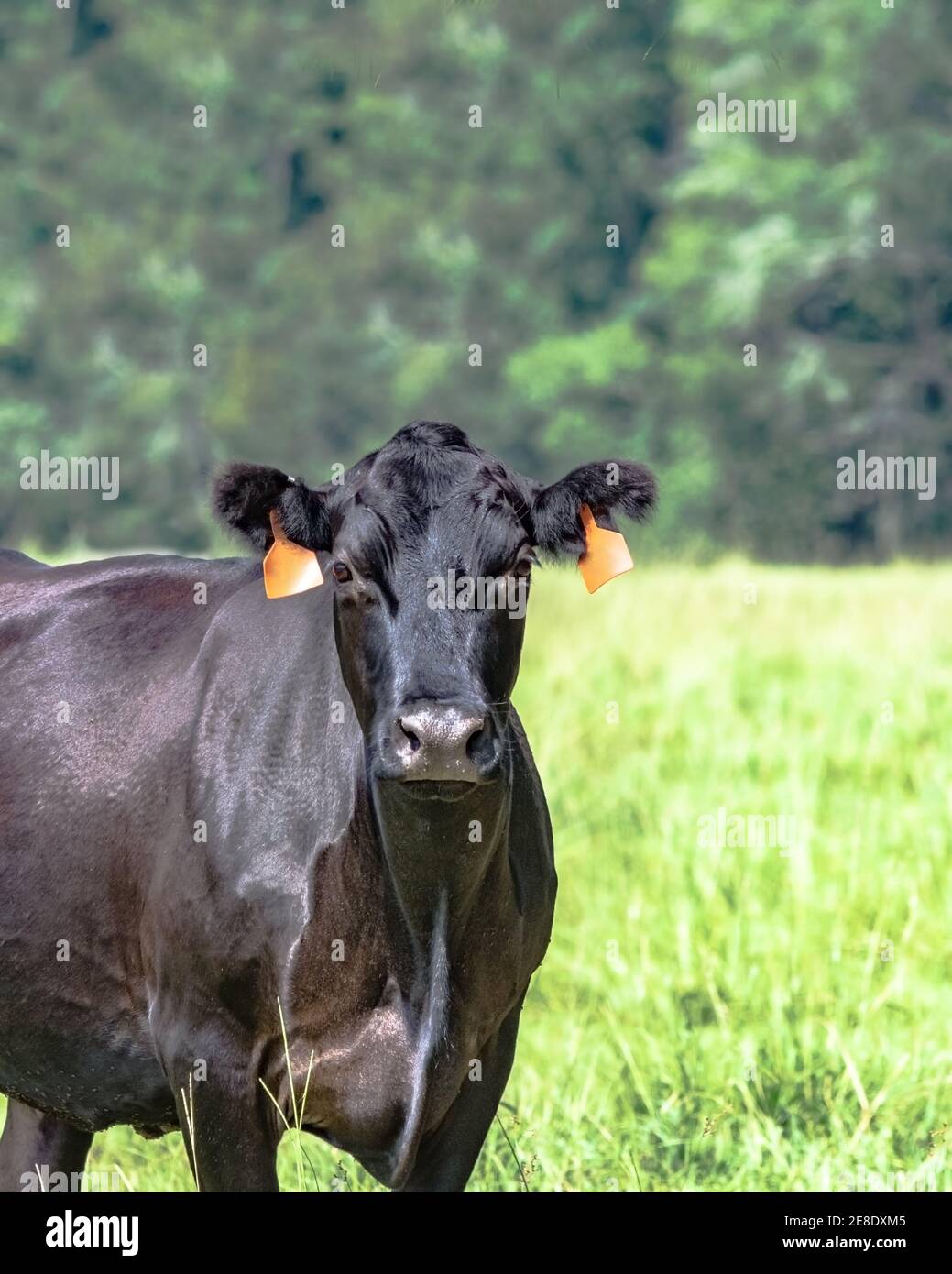 Black Angus cow looking at the camera to the left with blank area to ...