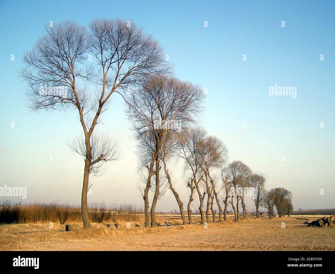 trees in winter in the wild, north china Stock Photo - Alamy