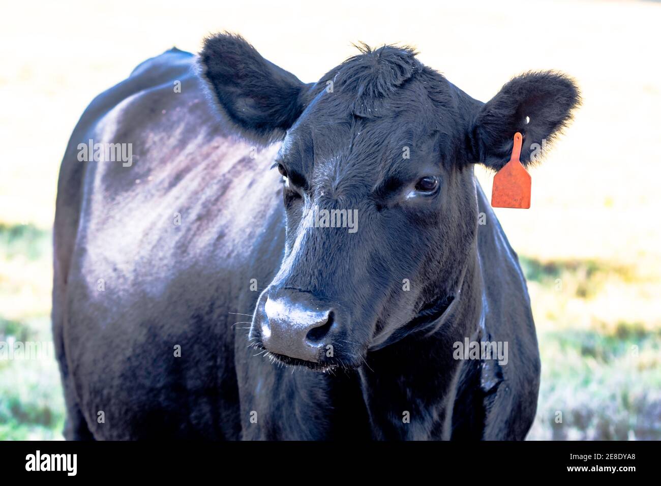 Black Angus cow with red ear tag from the chest up Stock Photo - Alamy
