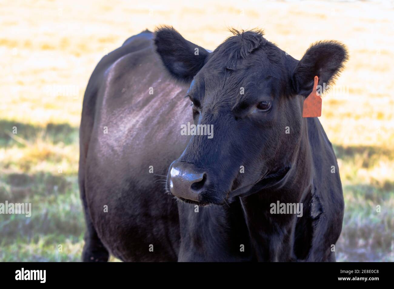 Black Angus cow looking to the left from the chest up Stock Photo - Alamy