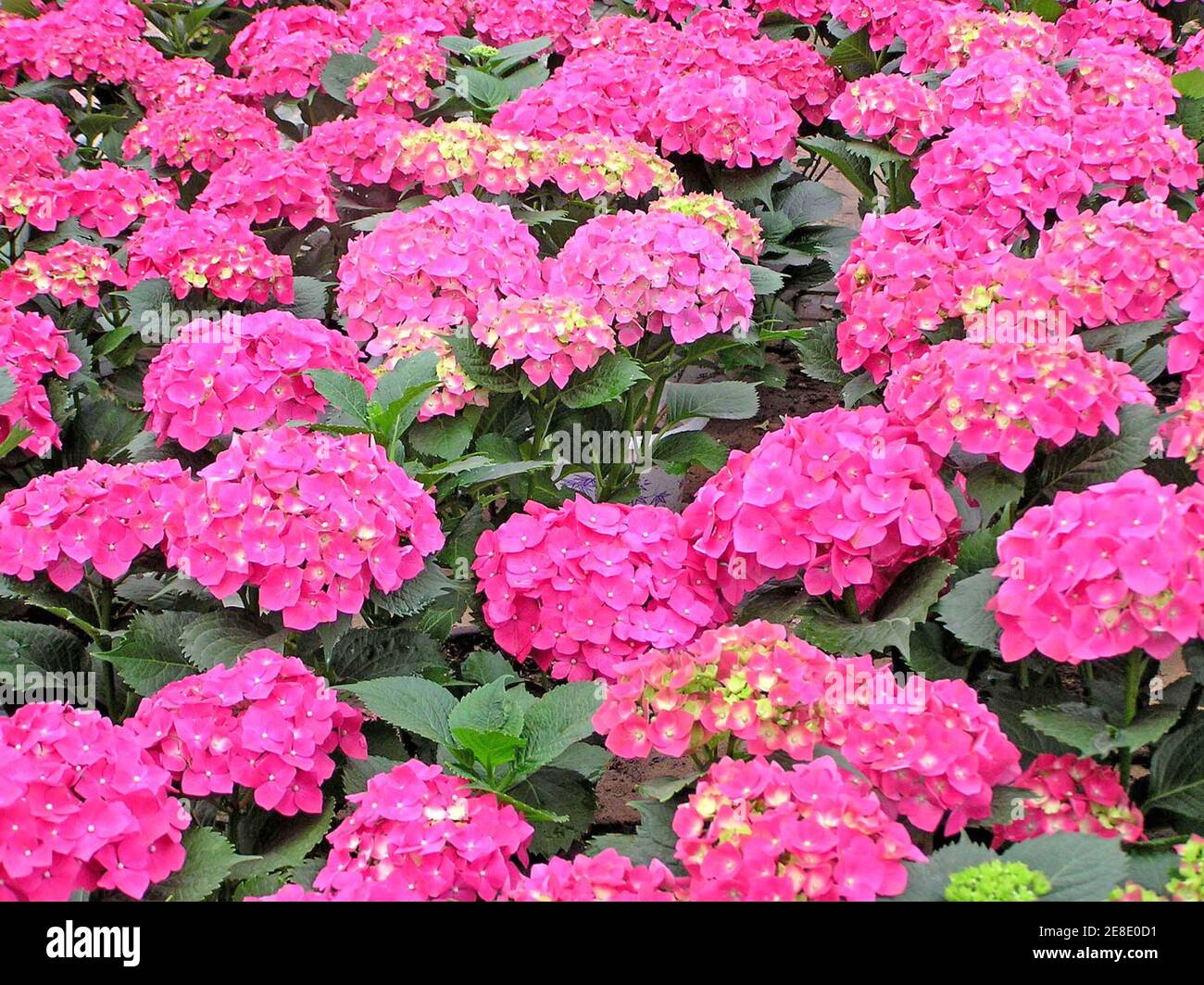 large-leaf hydrangea flowers in full bloom, close up of pictures, red ...