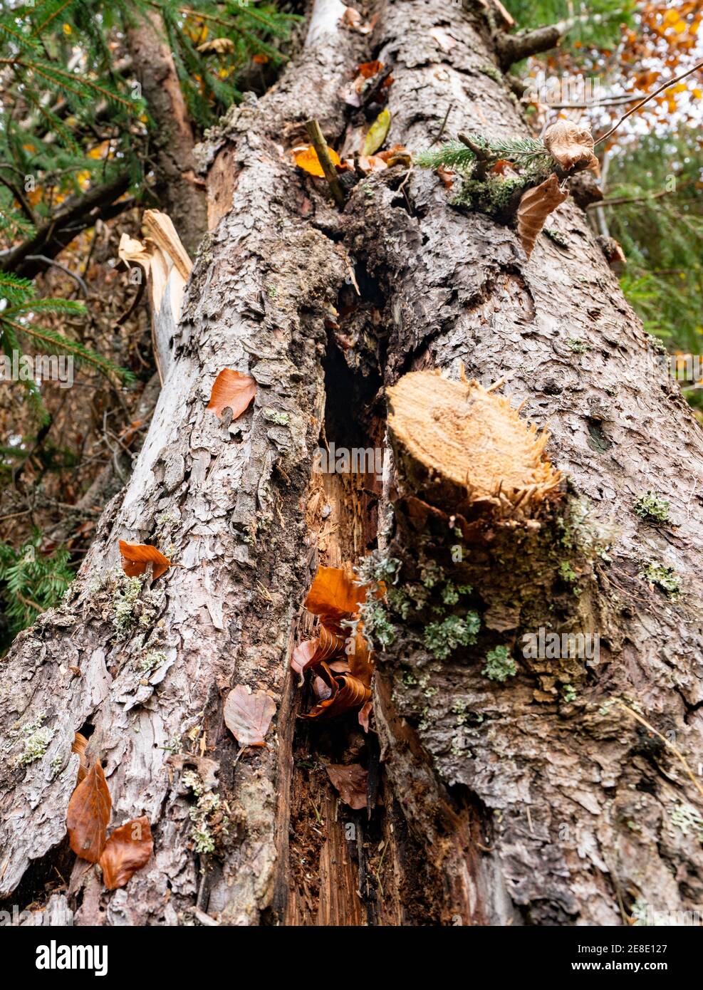 Large wet fallen tree in a beautiful multi-colored dense forest among ...