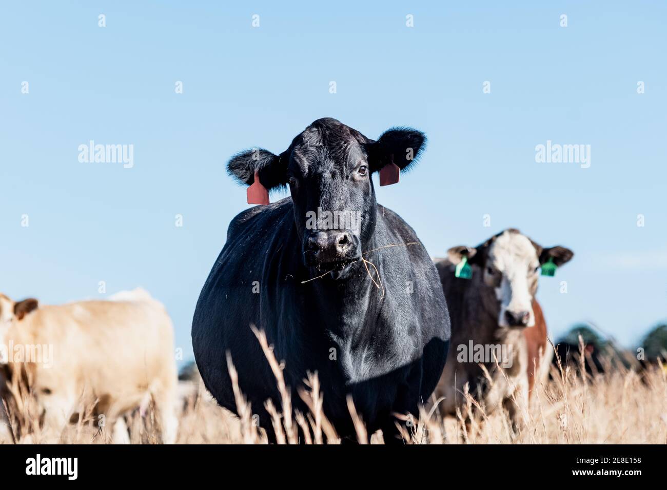 Black Angus beef cow from the chest up in the foreground with cattle of ...